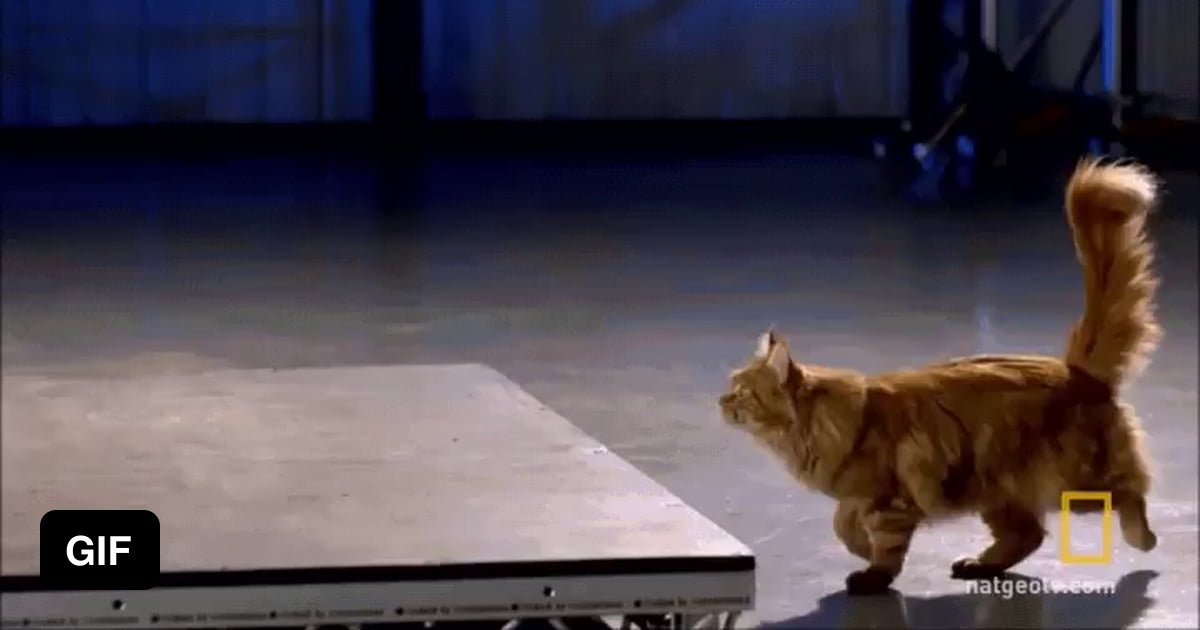 Slow-motion cat jump - 9GAG