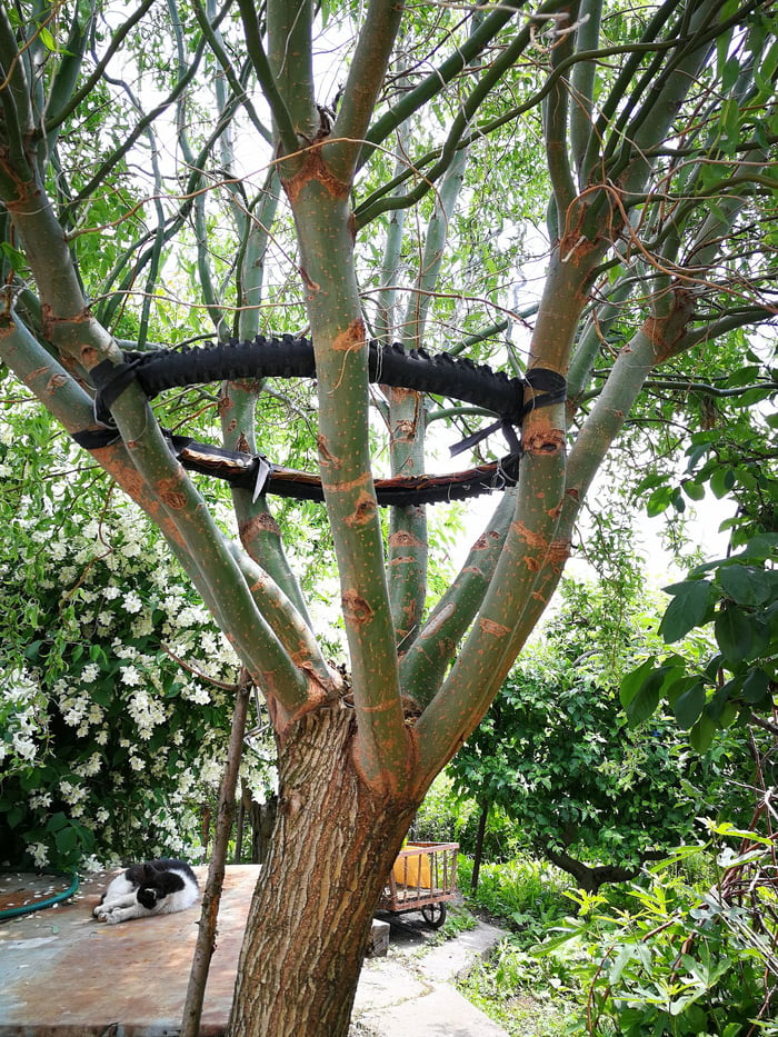 How to deviate the branches of a willow tree to get a umbrella tree ...