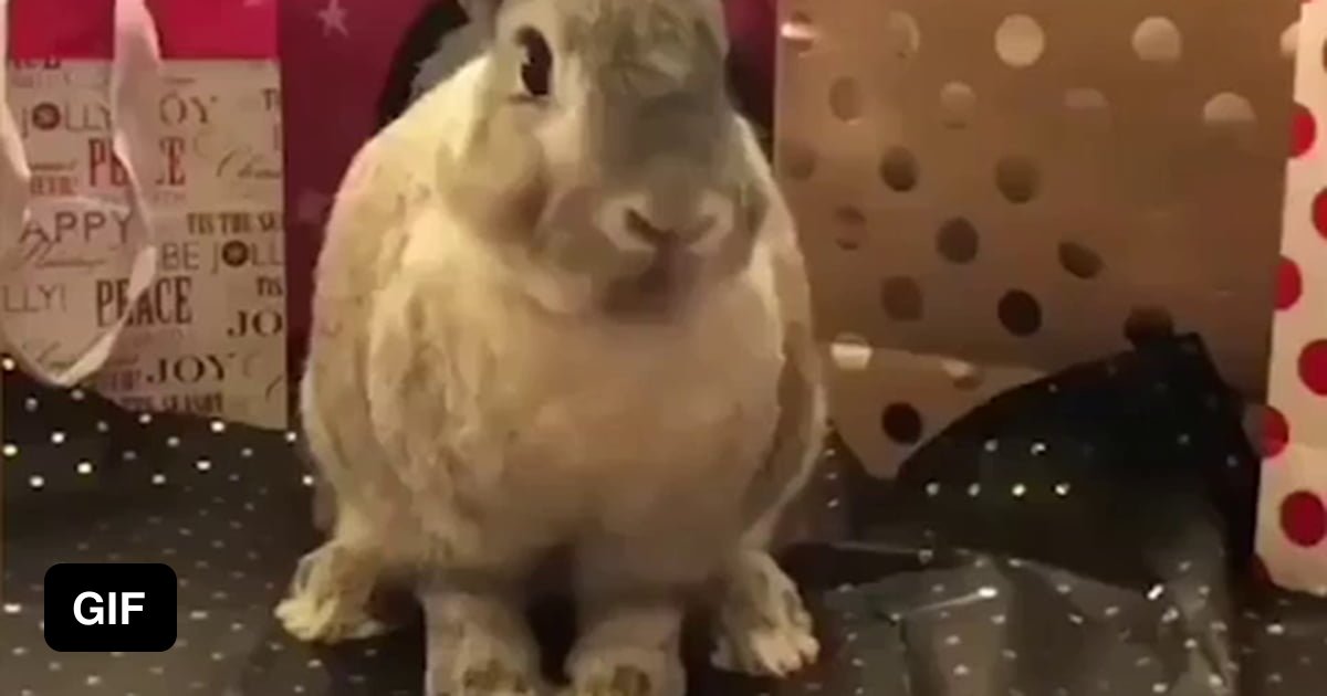 A bunny smiles big for the camera. - 9GAG