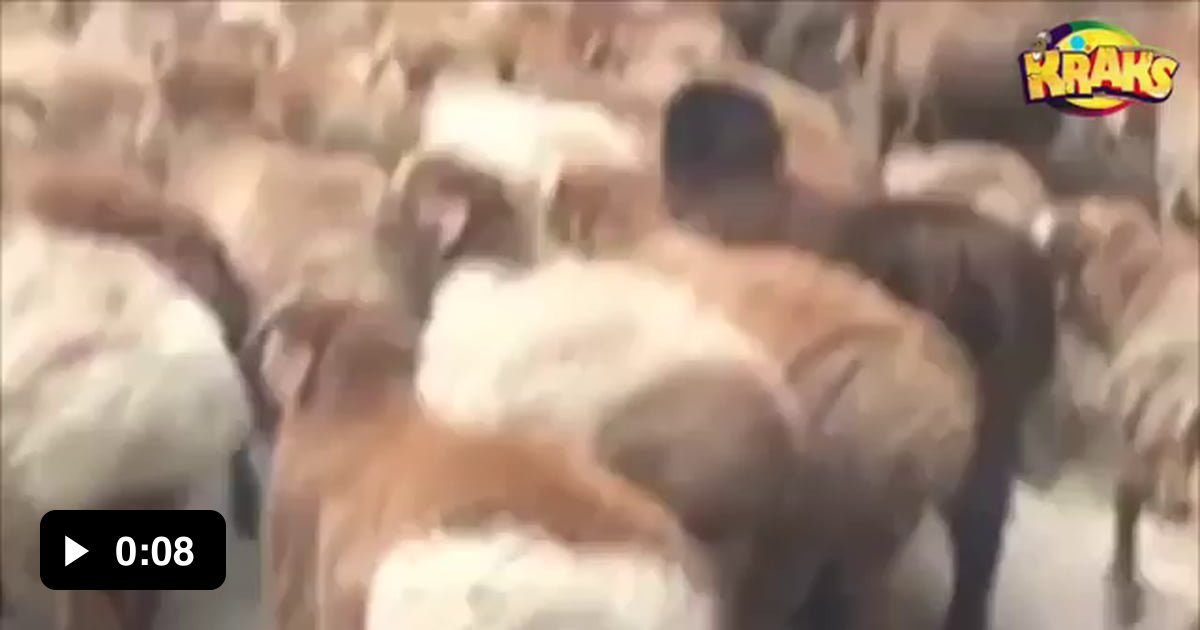 Shake your self... 😂 - 9GAG