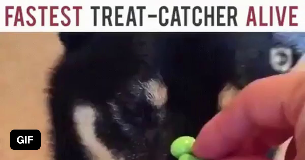 A very very fast Nibba - 9GAG