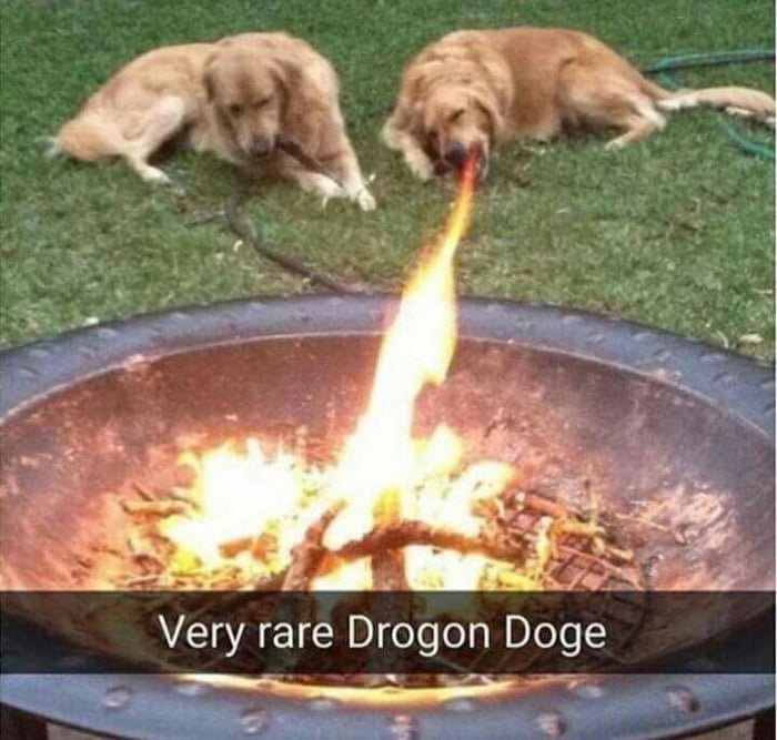 Dragon doggo - 9GAG