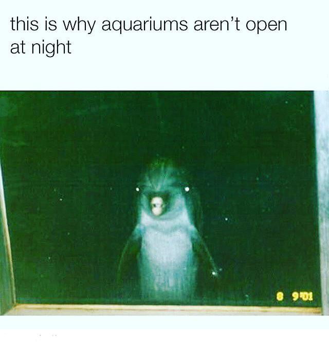 Spooky Scary Dolphins - 9GAG