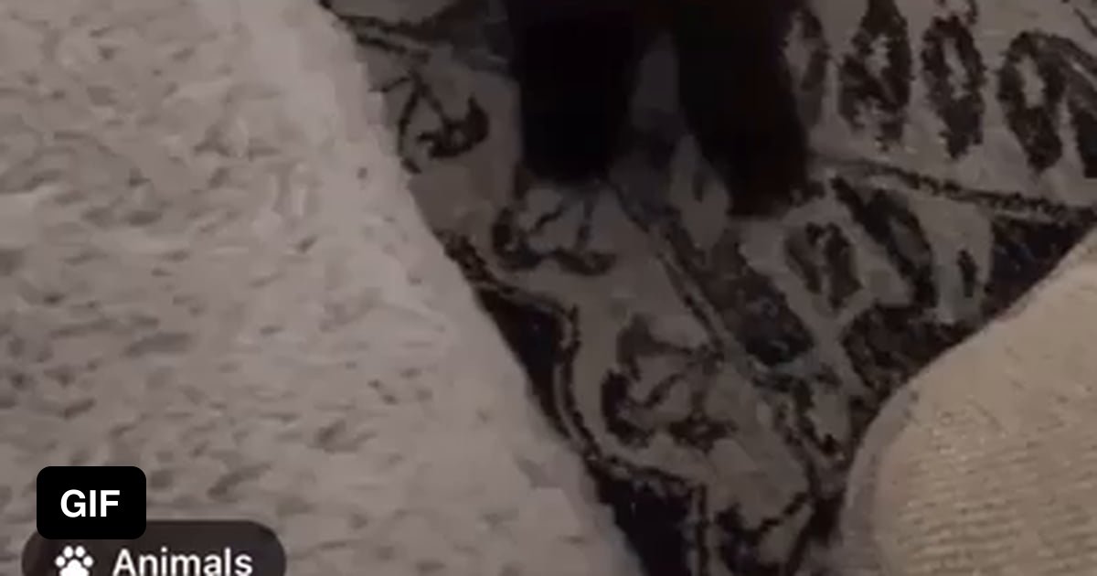 Some kitty cat tippy taps - 9GAG