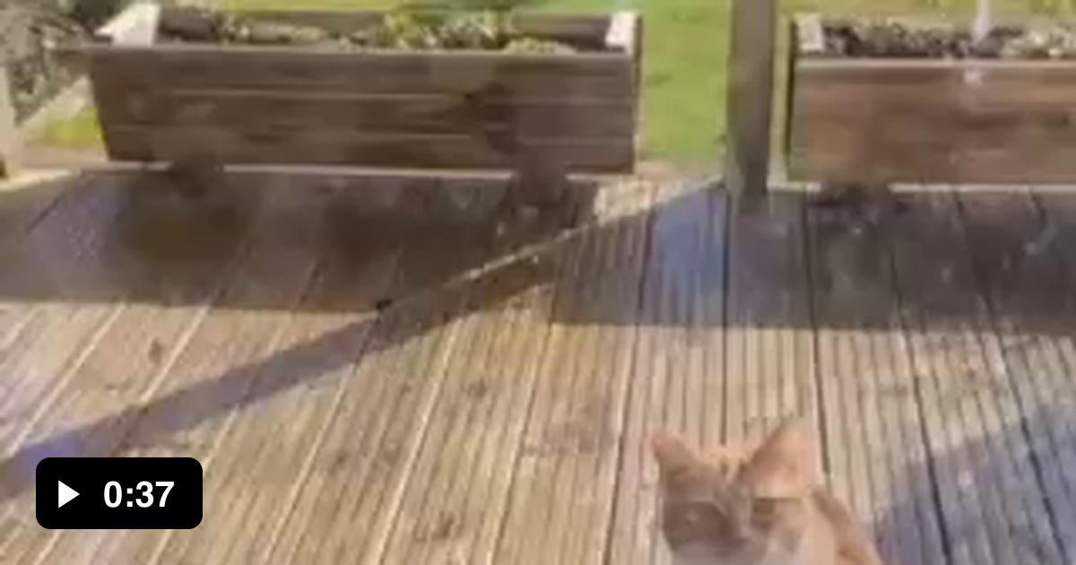 Emotional Damage fake leg injury - 9GAG