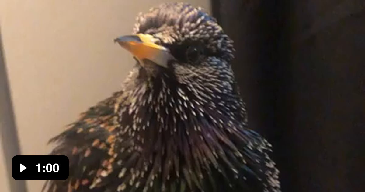 A bird imitating various voices . - 9GAG