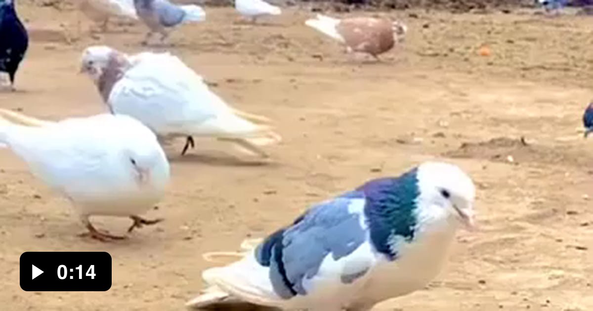 Pigeon doing backflip - 9GAG