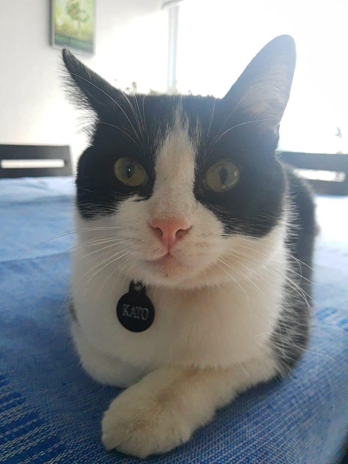 Kato means cat in Esperanto. Upvote or get the claw - 9GAG