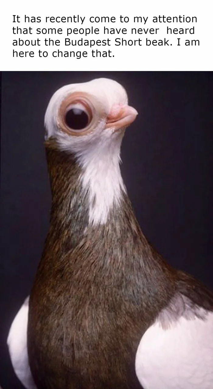 Acknowledge the Budapest Short Beak. Acknowledge him - 9GAG