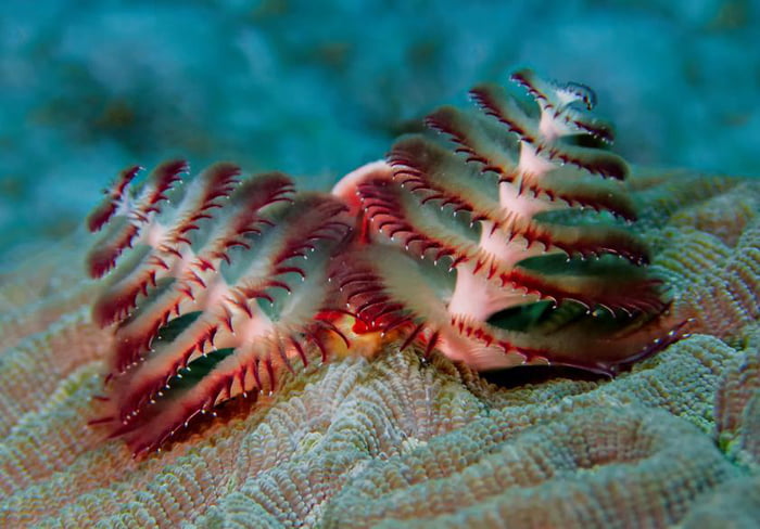 These festive fellas are Christmas Tree Worms! (Spirobranchus giganteus ...