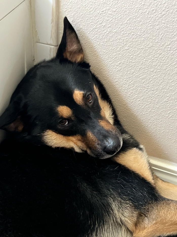 Anyone else have a husky mix that’s the physical embodiment of sass? - 9GAG