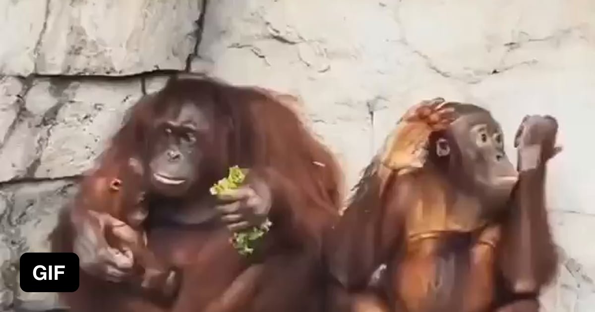 Monke ain't no simp - 9GAG