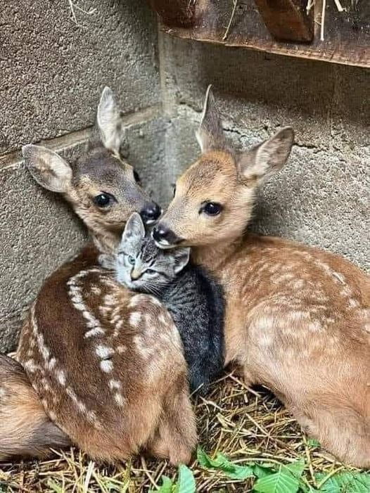 Deer cat cuddle - 9GAG