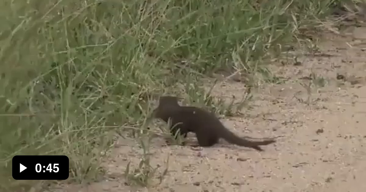Dwarf mongoose playing dead for a hornbill. - 9GAG
