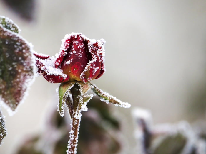 Saw a frozen rose the other day - 9GAG