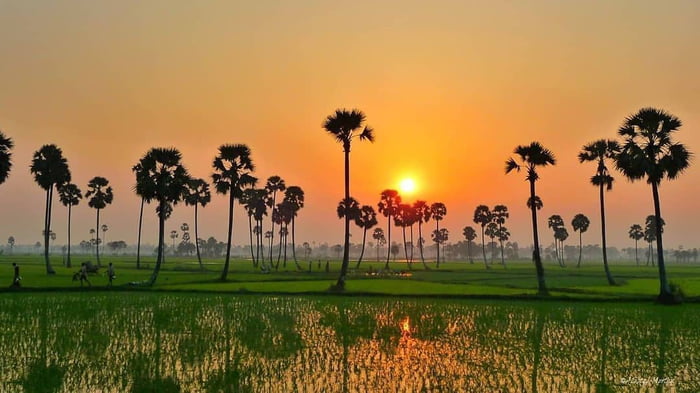 Sunset in the beautiful paddy fields of East Godavari, India - 9GAG