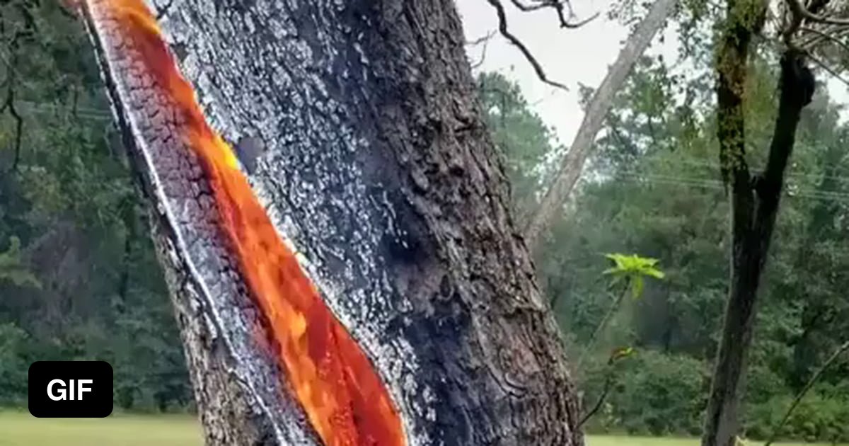 This tree on fire after getting struck by lightning - 9GAG