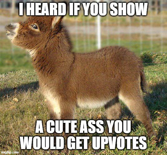 Ass 9gag