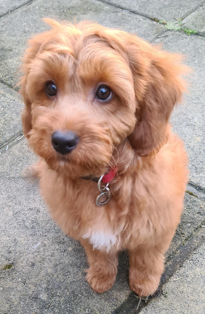 Alfie the Cavapoo sitting like a good boy. - 9GAG
