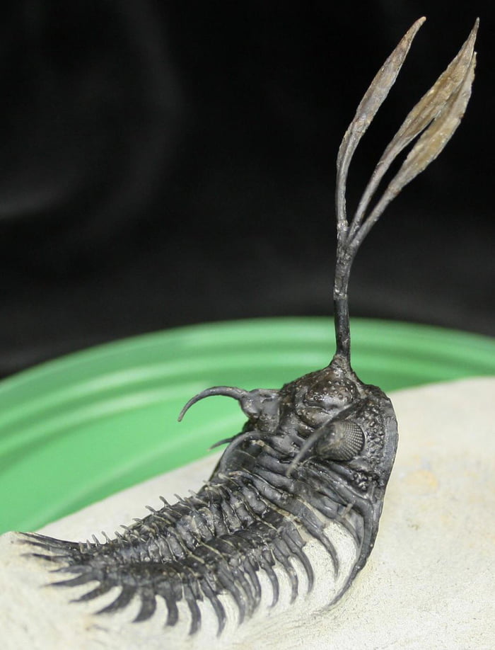 Walliserops trifurcatus, a trilobite that lived in Morocco during the Devonian period, roughly ...