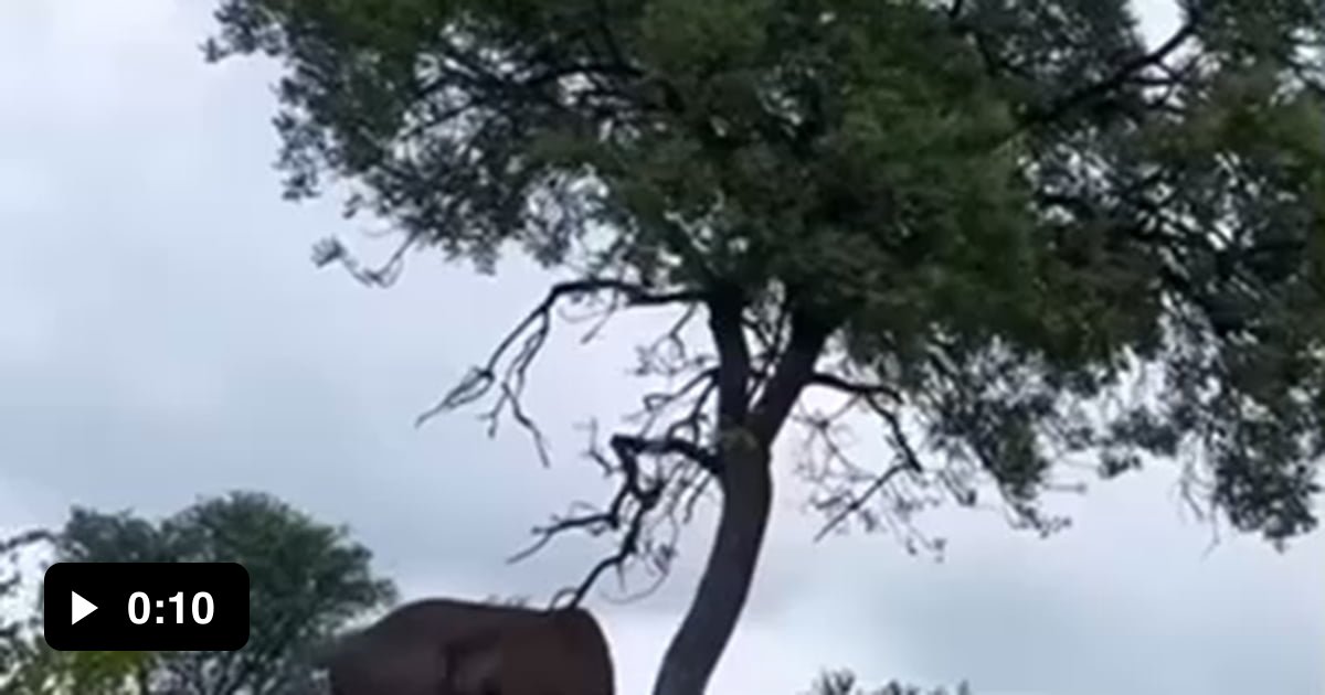 Falling down a tree to scratch the ass - 9GAG