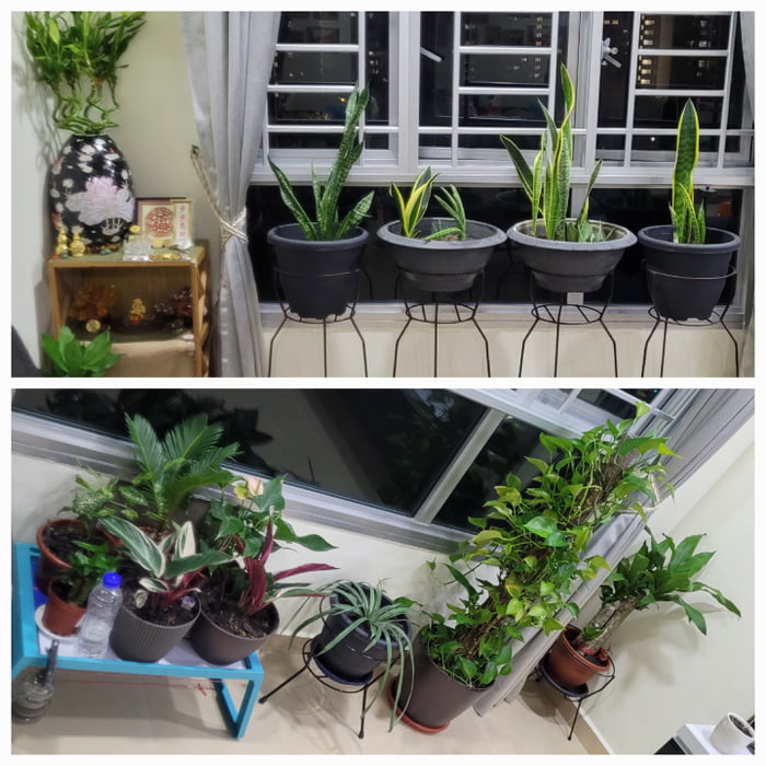 My mini garden at home - 9GAG