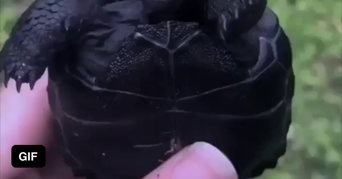 This Black Turtle - 9GAG
