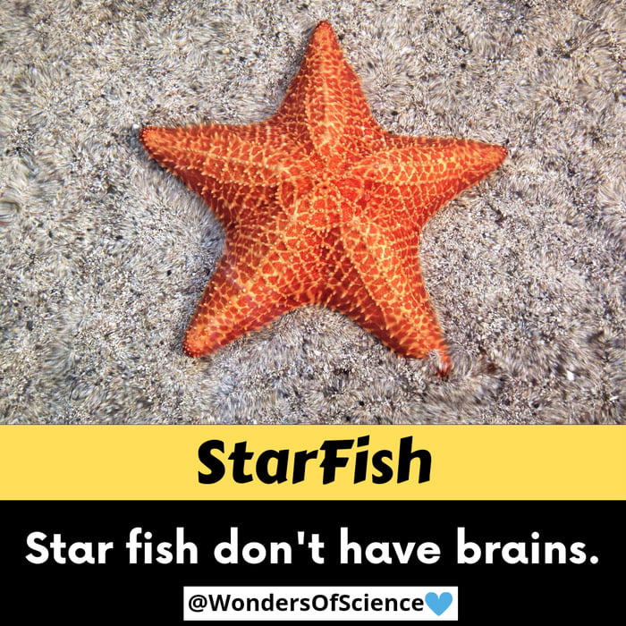Brainless Fish!! - 9GAG