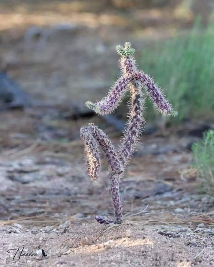 Cactus caught running away - 9GAG
