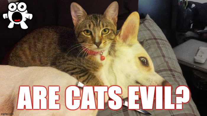 Are cats evil? - 9GAG
