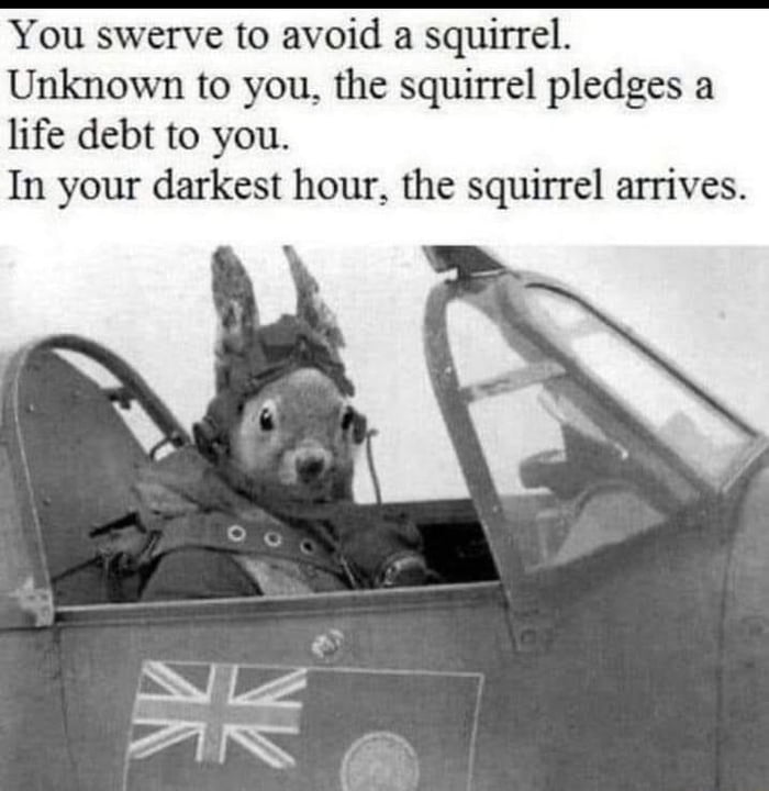 Salute the squirrel. - 9GAG