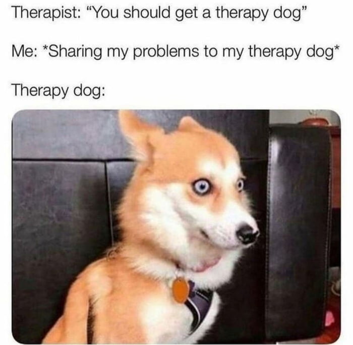 Now the therapy dog needs a therapy. - 9GAG
