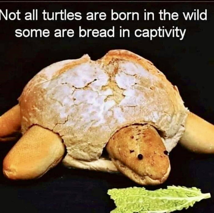 Random turtle - 9GAG