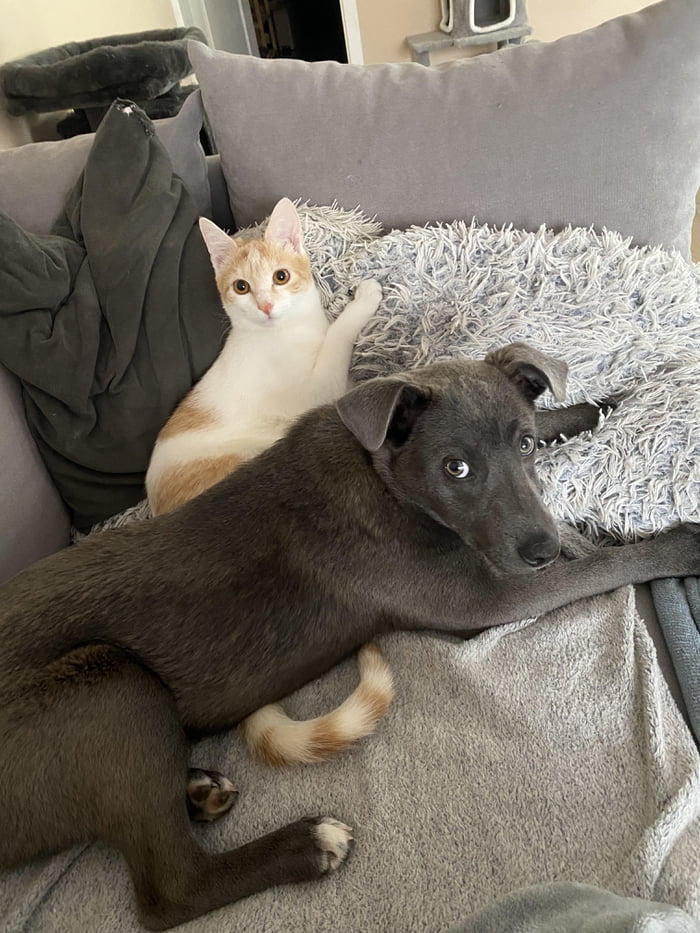 How do you know how big your doggo will grow? Lolly weights 8kgs at 4 ...