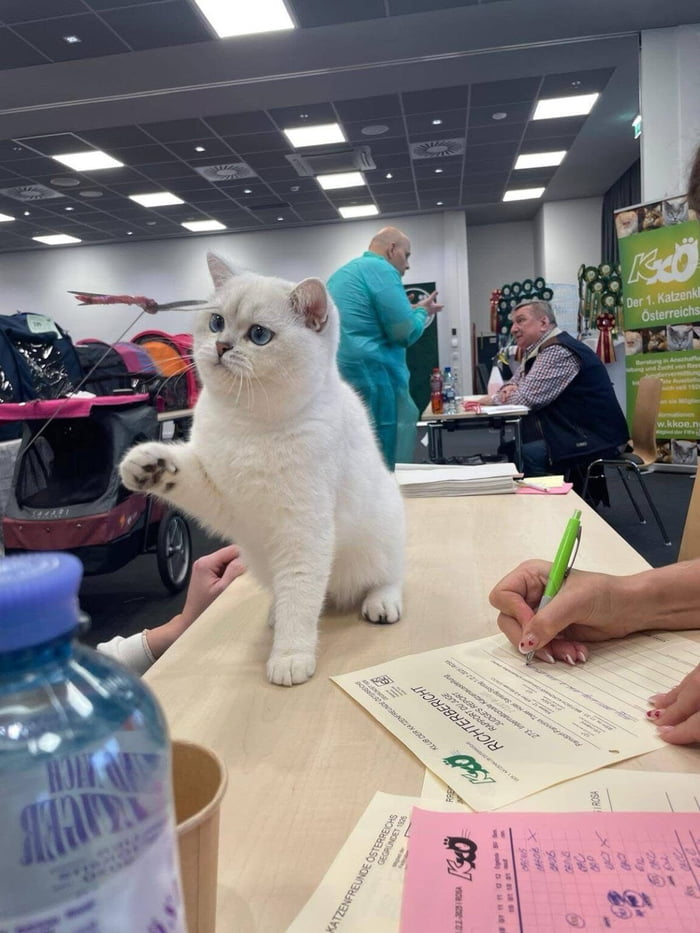 Nexus,cat from Romania,voted most beautiful cat in Europe - 9GAG
