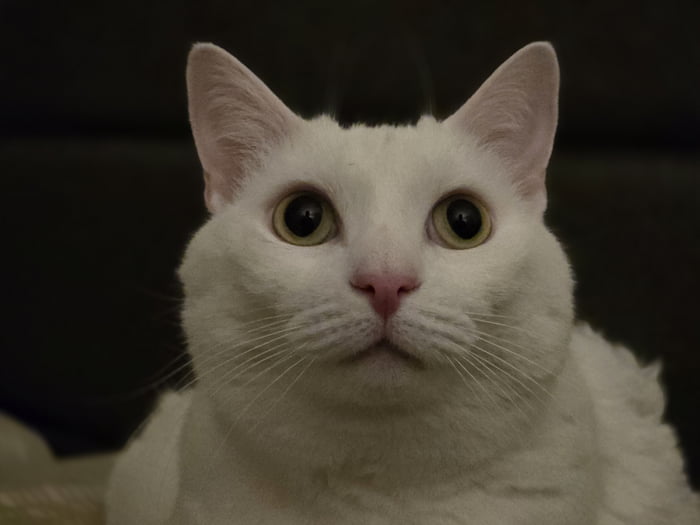 She's plotting - 9GAG