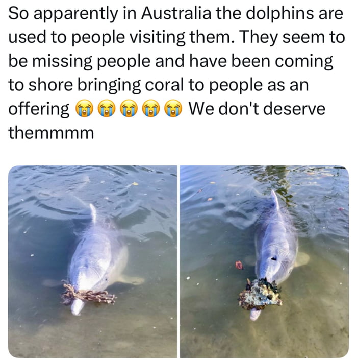 Dolphins are too pure for this world - 9GAG