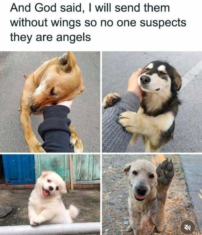Confirmed: Dogs are just angels in disguise. - 9GAG