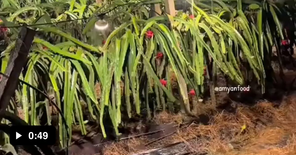 Dragon fruit farms are so luminous at night that they are visible from airplanes - 9GAG