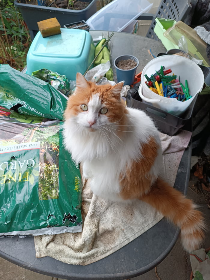 My Heavy Chonker Kitty - 9GAG