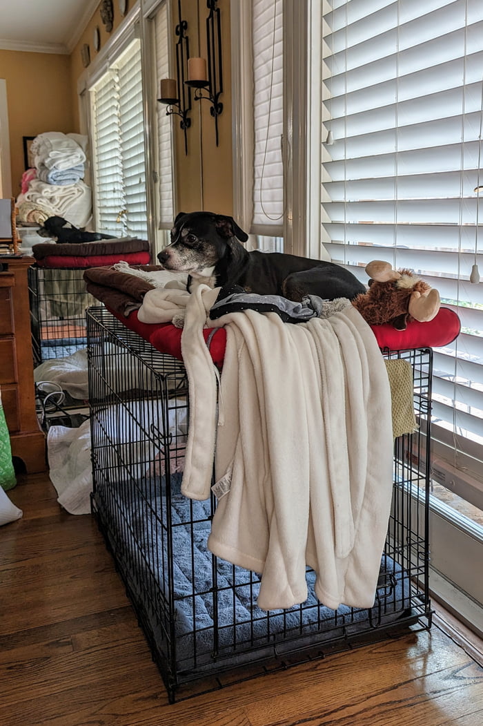 Mr. Sonar obediently getting "in" his cage. - 9GAG