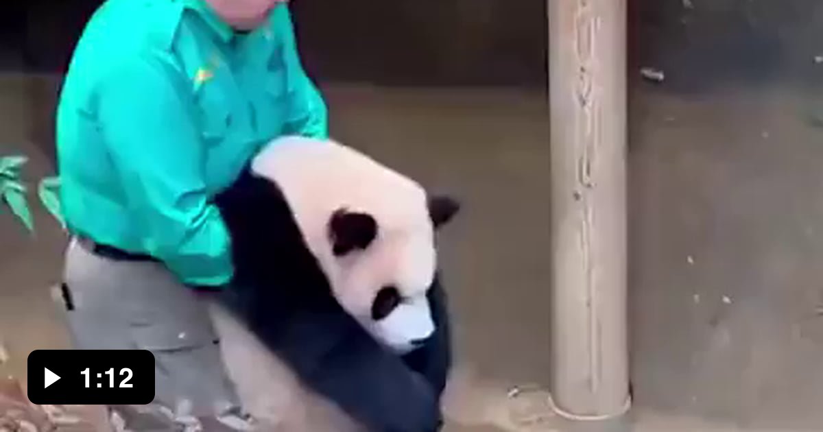 They should make a sequel to, "Kung fu Panda 4", and call it, "Fluffy Naughty Fur-ball pandas ...