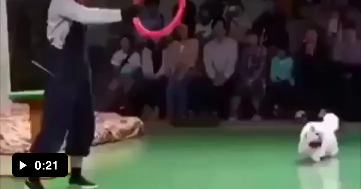 Cat calculating physics before the jump - 9GAG