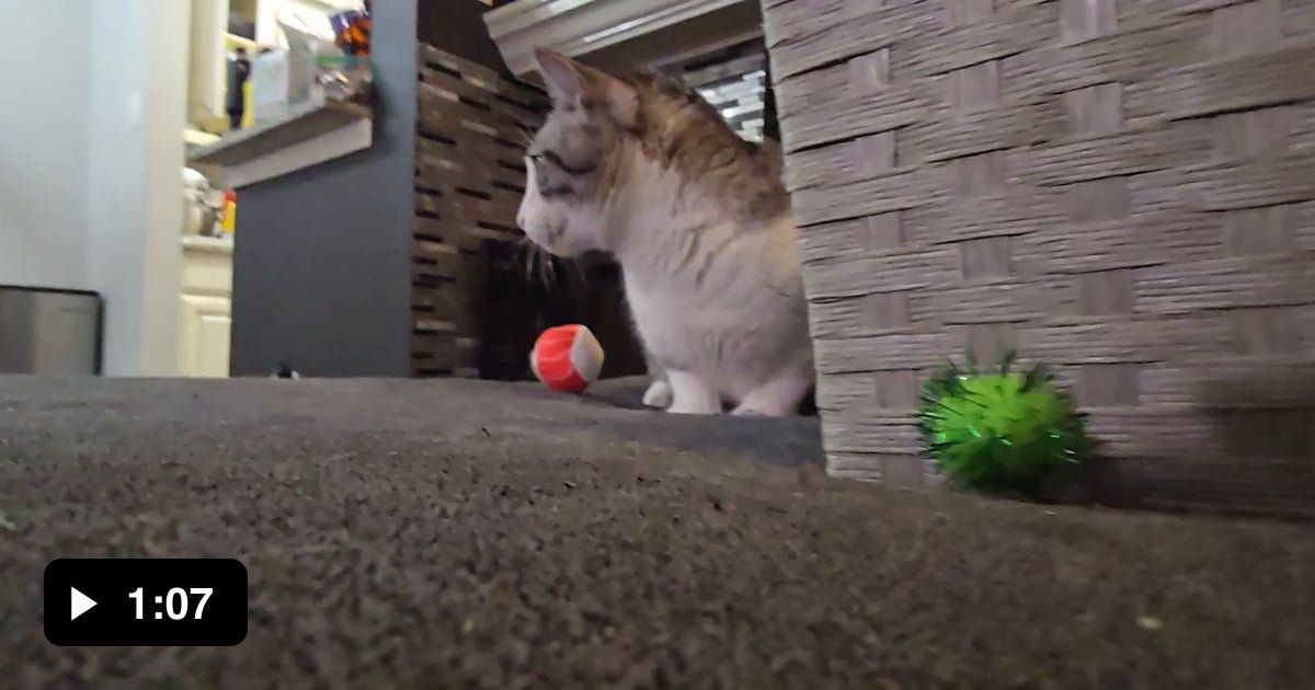 Catthew having a ball - 9GAG