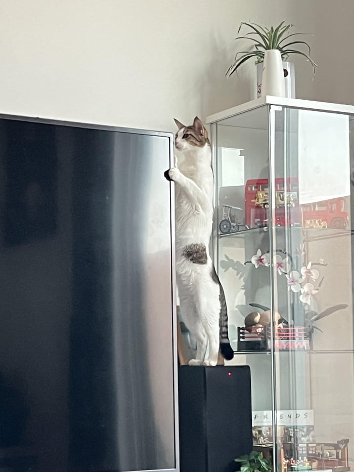 TV repair expert thinks there is something very wrong here. - 9GAG