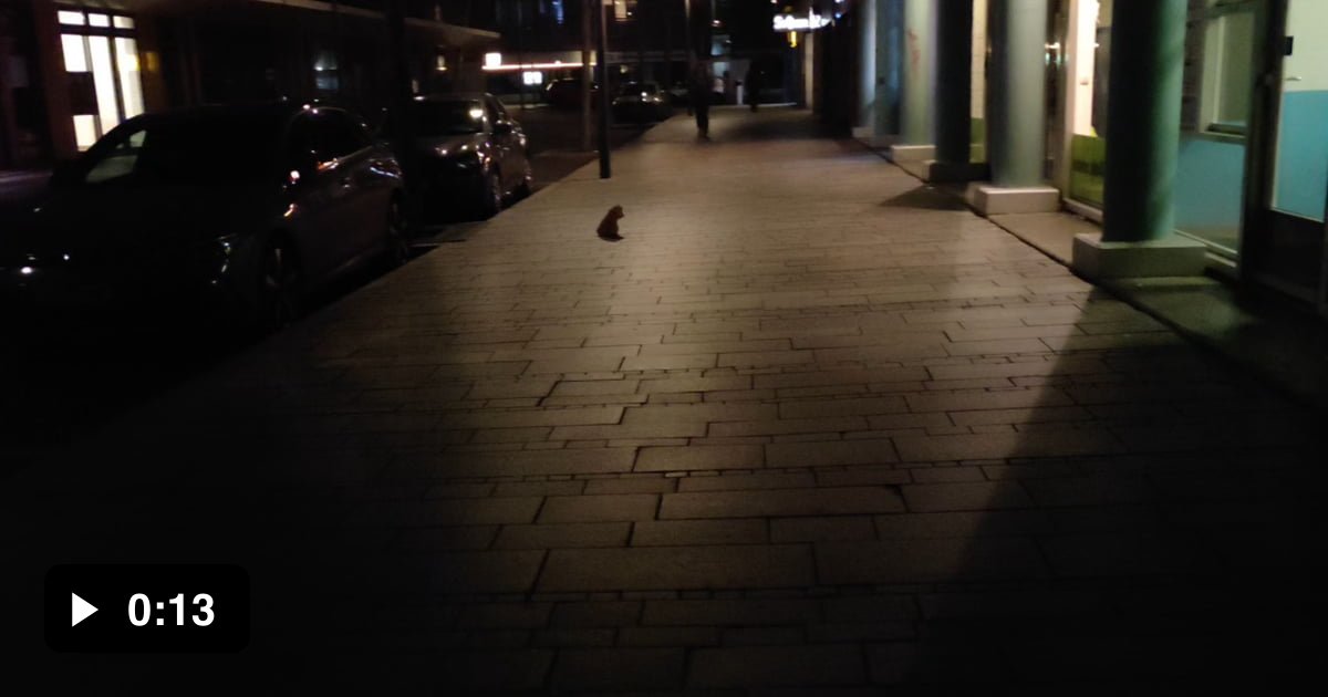 Here kitty kitty - 9GAG