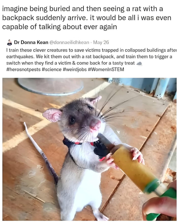 Here I come to save the day!!! - Mighty mouse - 9GAG