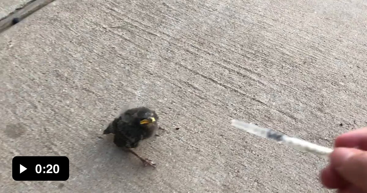 Saved a bird one time - 9GAG