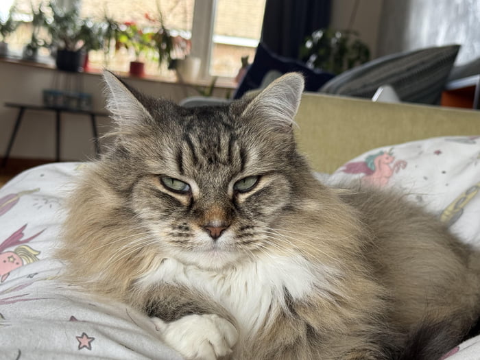 Grumpy and judgey - 9GAG