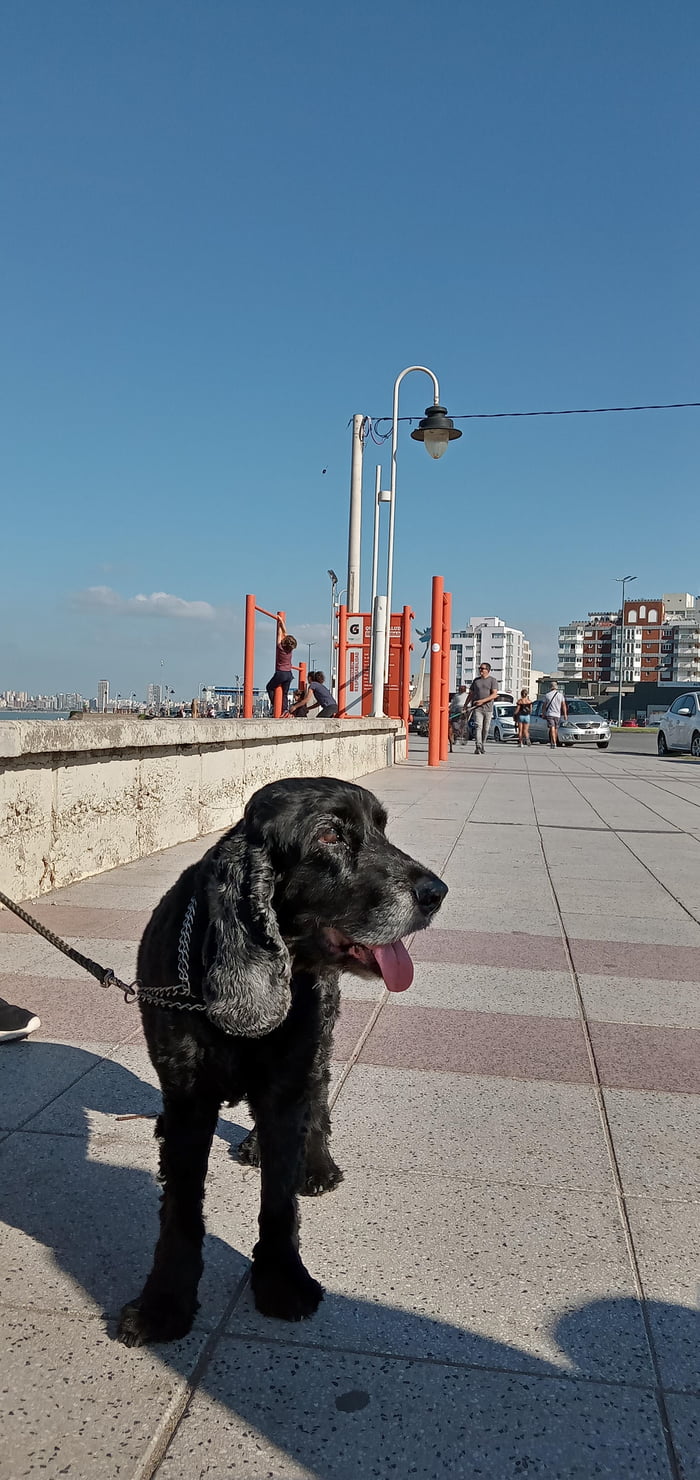 Yesterday I lost the goodest girl... 17/04/2007-16/11/2024 - 9GAG